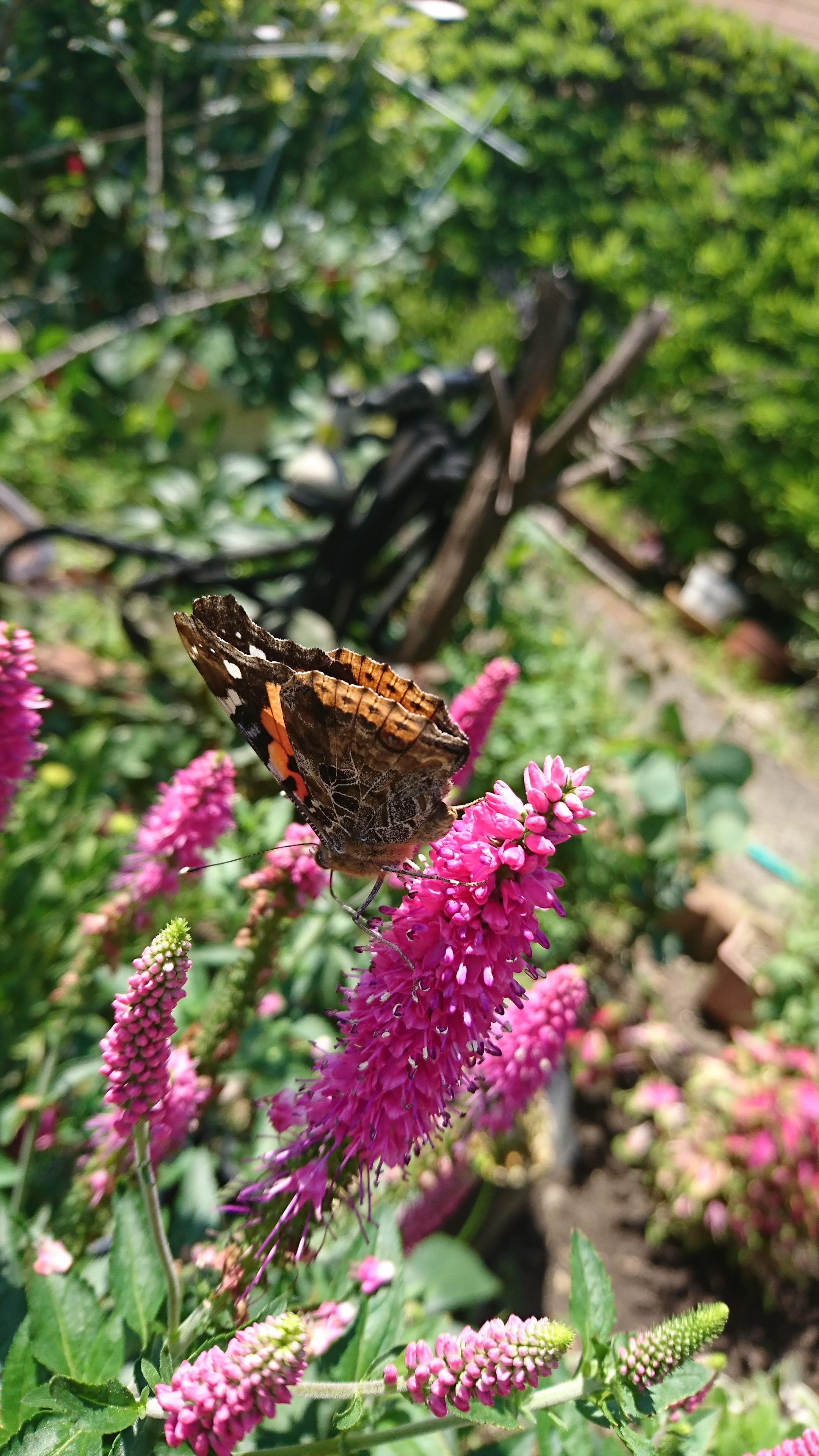 DSC_0233 | BEGINNERS GARDEN