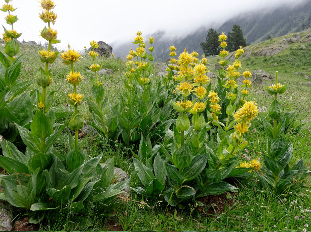ゲンチアナの特徴や育て方、増やし方などの紹介 | BEGINNERS GARDEN