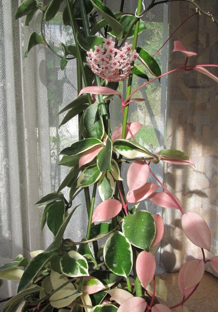 ホヤ・カルノーサの特徴や育て方、増やし方等の紹介【サクララン】 | BEGINNERS GARDEN