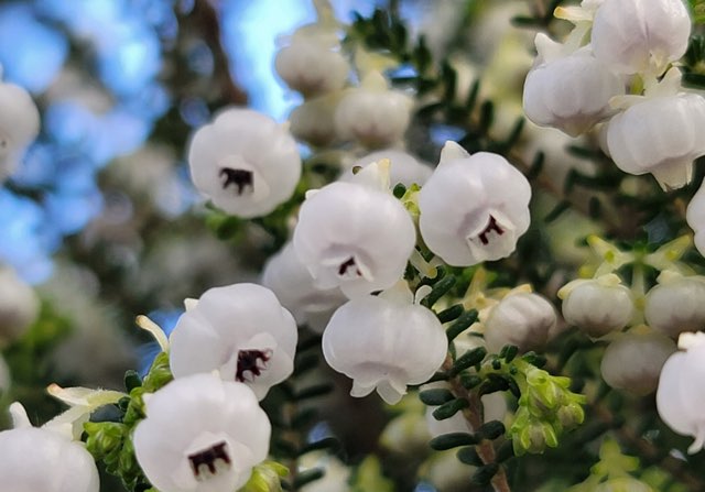 スズランエリカ（エンジェルプリーズ）の特徴や育て方、増やし方等の紹介 | BEGINNERS GARDEN