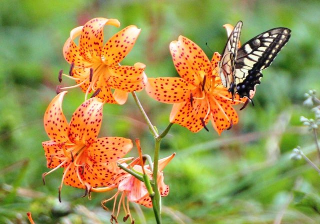 オニユリ（鬼百合）の特徴や育て方、増やし方等の紹介